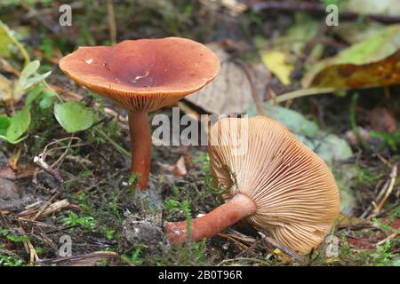 Lactarius camphoratus, commonly known as the curry milkcap, wild ...