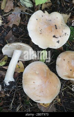 Hebeloma sinapizans, commonly known as the rough-stalked Hebeloma or ...