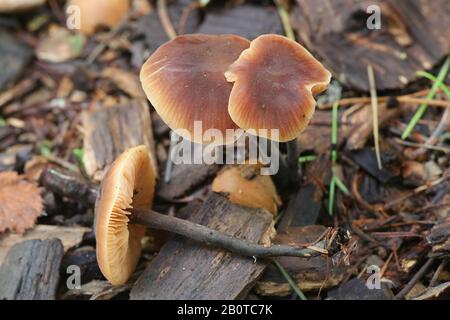 Macrocystidia cucumis, known as Cucumber Cap, wild mushrooms from ...
