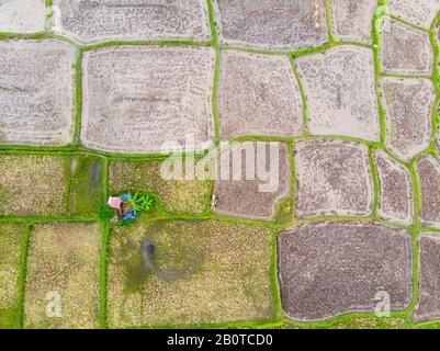 Vertical view of Rice Padi fields in Ubud, Bali Stock Photo - Alamy