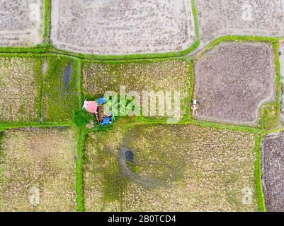 Vertical view of Rice Padi fields in Ubud, Bali Stock Photo - Alamy