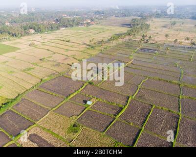 Oblique view of wet Rice Paddy Fields in various stages of growth Stock ...