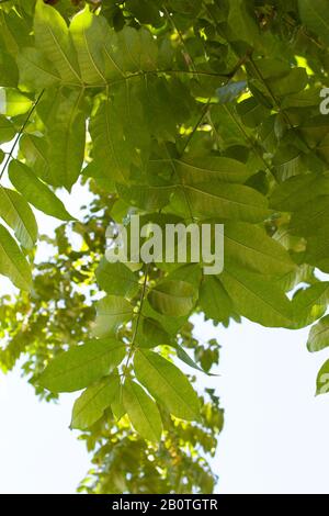 Cajá, cajazeiro, ambaló, ambaró, cajá-mirim, cajazinha, tapareba ...