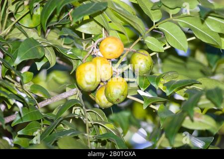 Cajá, cajazeiro, ambaló, ambaró, cajá-mirim, cajazinha, tapareba ...