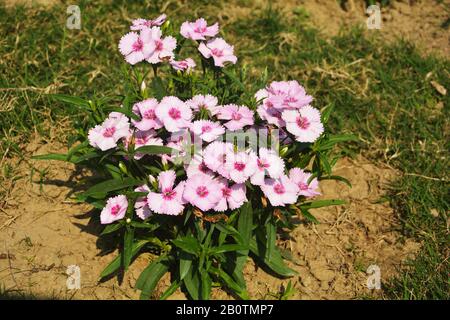 Close up of some beautiful Dianthus Baby Doll, Dianthus Chinensis ...
