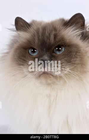Birmanese Domestic Cat Stock Photo - Alamy