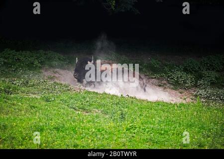 American Bison, bison bison, Having Dust Bath, Yellowstone Park in ...