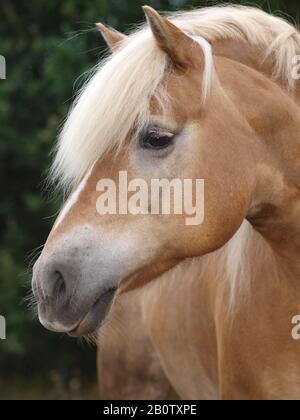 A head shot of a stunning Haflinger horse with a long flaxen mane Stock ...