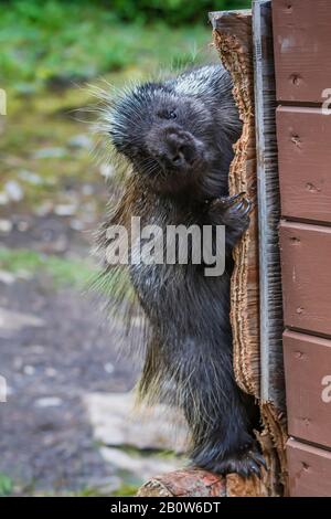 North American Porcupine, Erethizen dorsatum, chewing on plywood behind ...