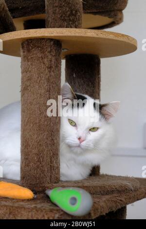Cat for adoption portrait in animal shelter Stock Photo - Alamy