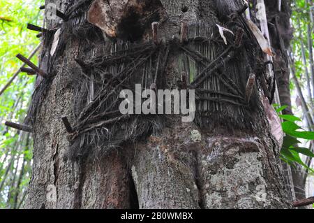 Tree graves for infants who died before they got their baby teeth ...