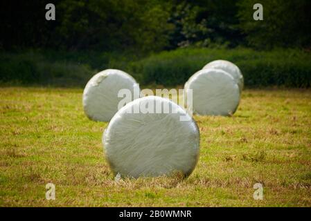 Round Bale Haystacks wrapped with plastic Stock Photo - Alamy