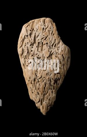 Gribble - Limnoria lignorum Stock Photo - Alamy