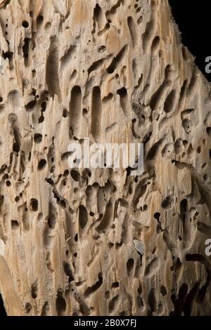Gribble - Limnoria lignorum Stock Photo - Alamy