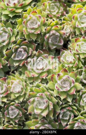 Sempervivum ‘Icicle’ succulent plants Stock Photo - Alamy