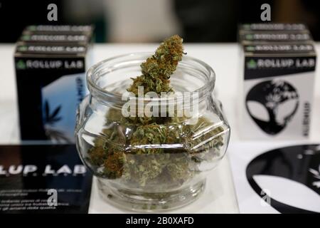 Marijuana plant Rome February 21st 2020. Hemp Fair Canapa Mundi Rome ...