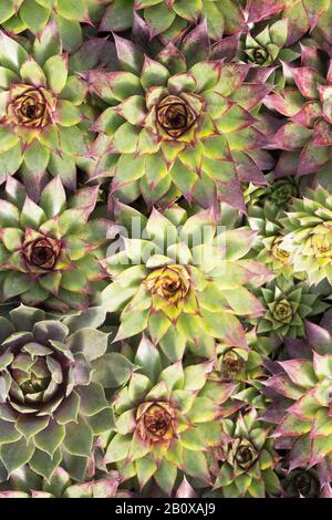 Echeveria agavoides 'Red Edge' Stock Photo - Alamy