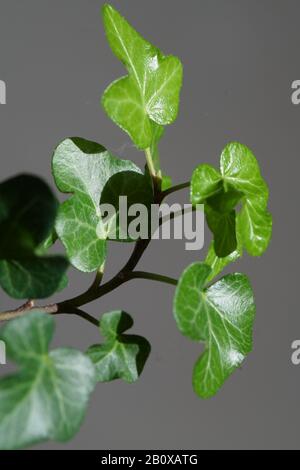Gemeiner Efeu Hedera helix, gewöhnlicher Efeu, an einem Baumstamm ...