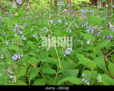 Bluebells, Three Creeks Metropark, Columbus, Ohio Stock Photo - Alamy