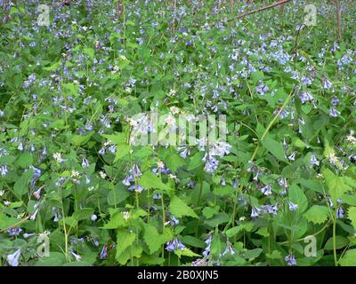 Bluebells, Three Creeks Metropark, Columbus, Ohio Stock Photo - Alamy
