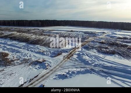 The felled trees lie under the open sky. Deforestation in Russia ...