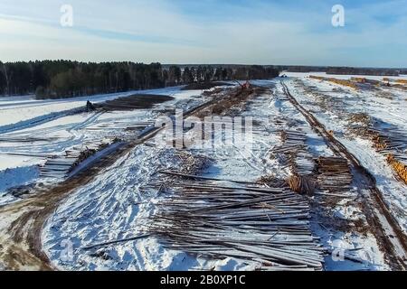 The felled trees lie under the open sky. Deforestation in Russia ...