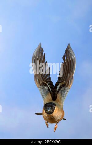 Eurasian bullfinch (Pyrrhula pyrrhula) Female in flight, North Rhine ...