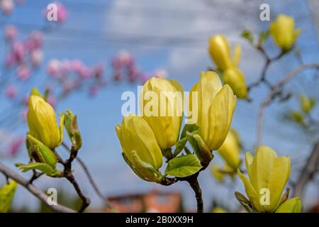Yellow Magnolia "Butterflies" Magnolia tree blossom Stock Photo - Alamy