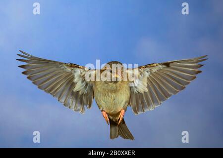 Female House sparrow flight Stock Photo - Alamy