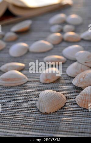 Close-up seashells on beach sand summer day. Abstract ocean background ...