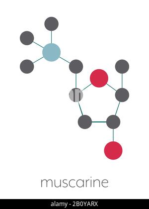 Muscarine mushroom toxin molecule, illustration Stock Photo - Alamy