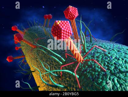Illustration of a bacteriophage attacking a bacterium. Bacteriophages, or phages, are viruses ...