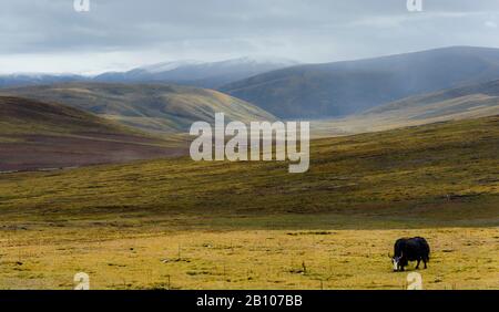 The Yak, symbol of Tibet. Tibetan plateau Stock Photo - Alamy