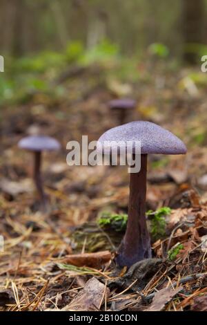 Rare Purple Mushroom, Violet Webcap, cortinarius violaceus Growing In ...