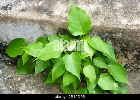 Young Sacred Fig, Bodhi Tree or Ficus Religiosa, The Simbolic of ...