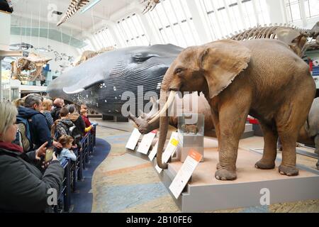 Life-size models of mammals at the National History Museum, London, UK ...