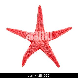 Dried red starfish on white. Photo Stock Photo - Alamy