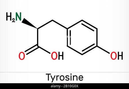 Tyrosine (l-tyrosine, Tyr, Y) amino acid molecule. Stylized skeletal ...