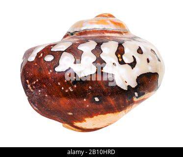 empty shell of nautilus mollusk isolated on white background Stock ...