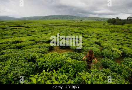 Tea plantations in Sumatra, Indonesia Stock Photo - Alamy
