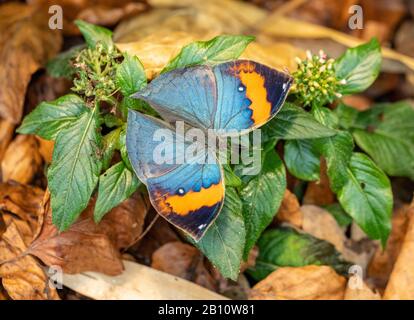 Unusual and colourful orange, black, and white Australian moth, Bracca ...