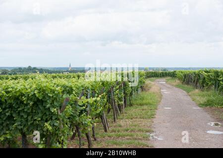 Hiking in Alsace with vinewyard views in France vacation Stock Photo ...