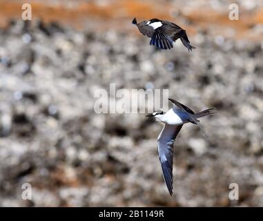 Sooty terns in flight on Bird Island, Seychelles Stock Photo - Alamy