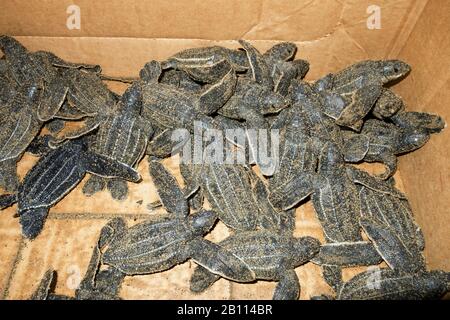 These young leatherback turtles (Dermochelys coriacea) were collected ...