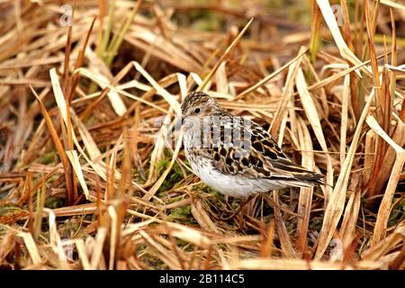 least sandpiper (Calidris minutilla) in shallow water, Point Reyes ...