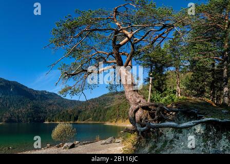 Old pine trees or Scots pines (Pinus sylvestris), Lake Bandak, Dalen ...