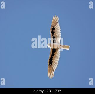 letter-winged kite (Elanus scriptus), in flight, Australia Stock Photo ...