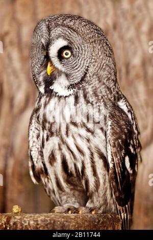Great grey owl sitting on rock in winter Stock Photo - Alamy