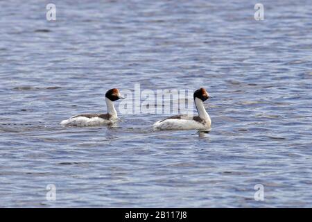 Endangered Hooded Grebe (Podiceps gallardoi) swimming on high altitude ...