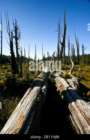 Peat bog. Old-growth cedar trees dead from previous fire, surrounded ...